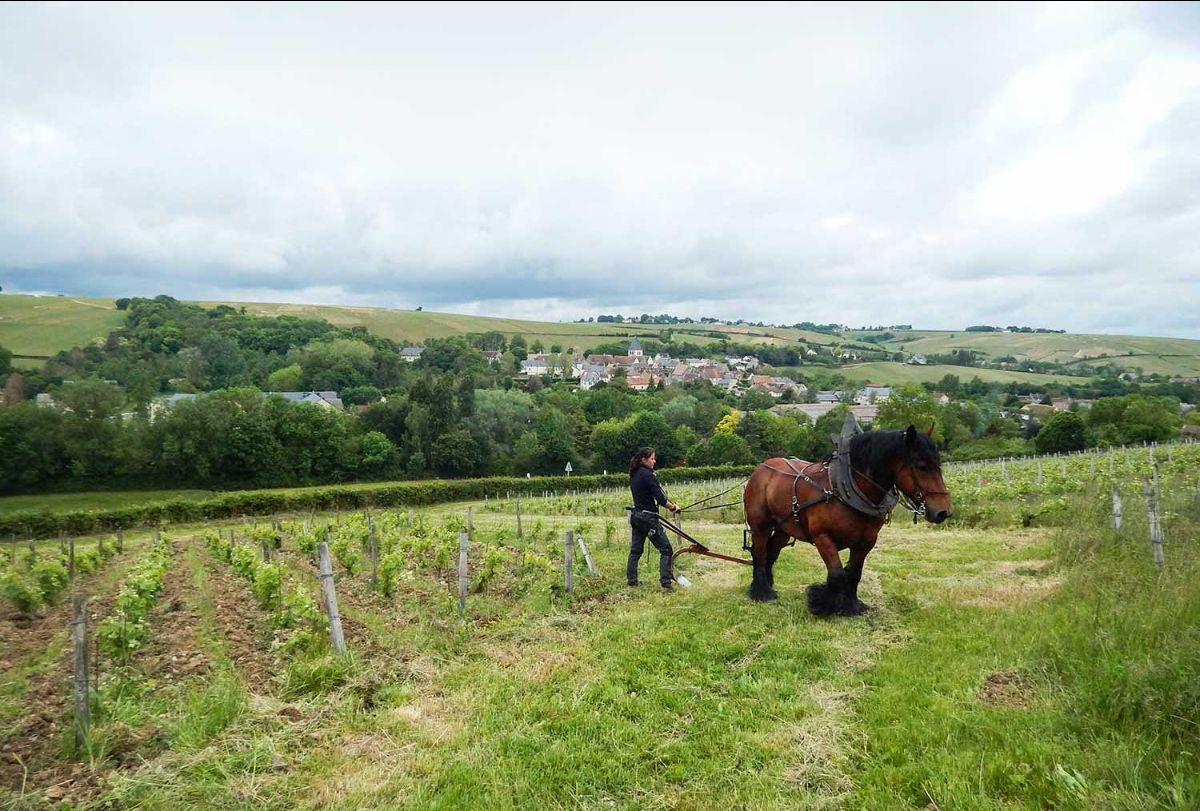 Newsletter: 2020 Vincent Gaudry 'Le Tournebride' Sancerre – Monarch ...